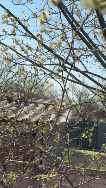 ДНР. Харцызск. 05.04.2026. Распушилась верба 😊 И утро изумительное,праздничное
