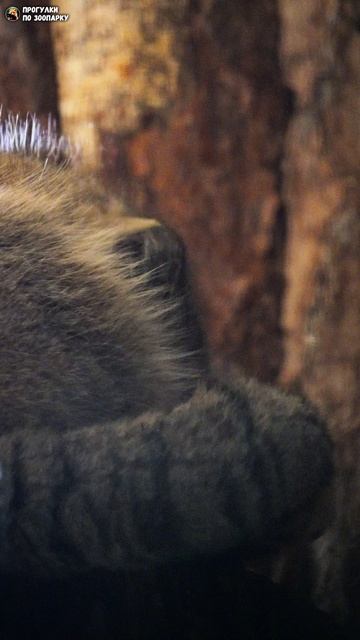 Манул Шу умывается. Ленинградский зоопарк