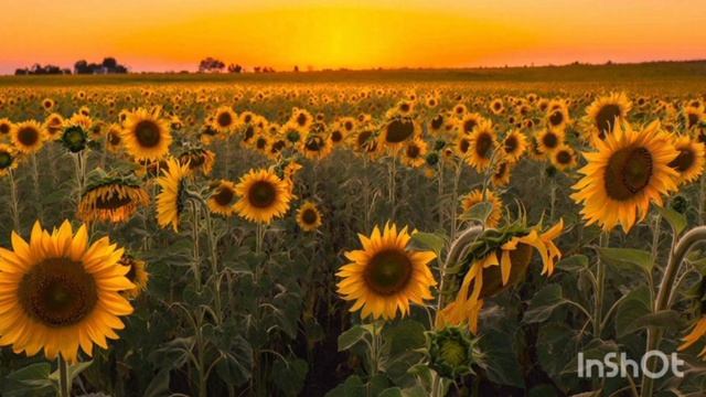 Подсолнухи. Песня. #music #музыка #природа