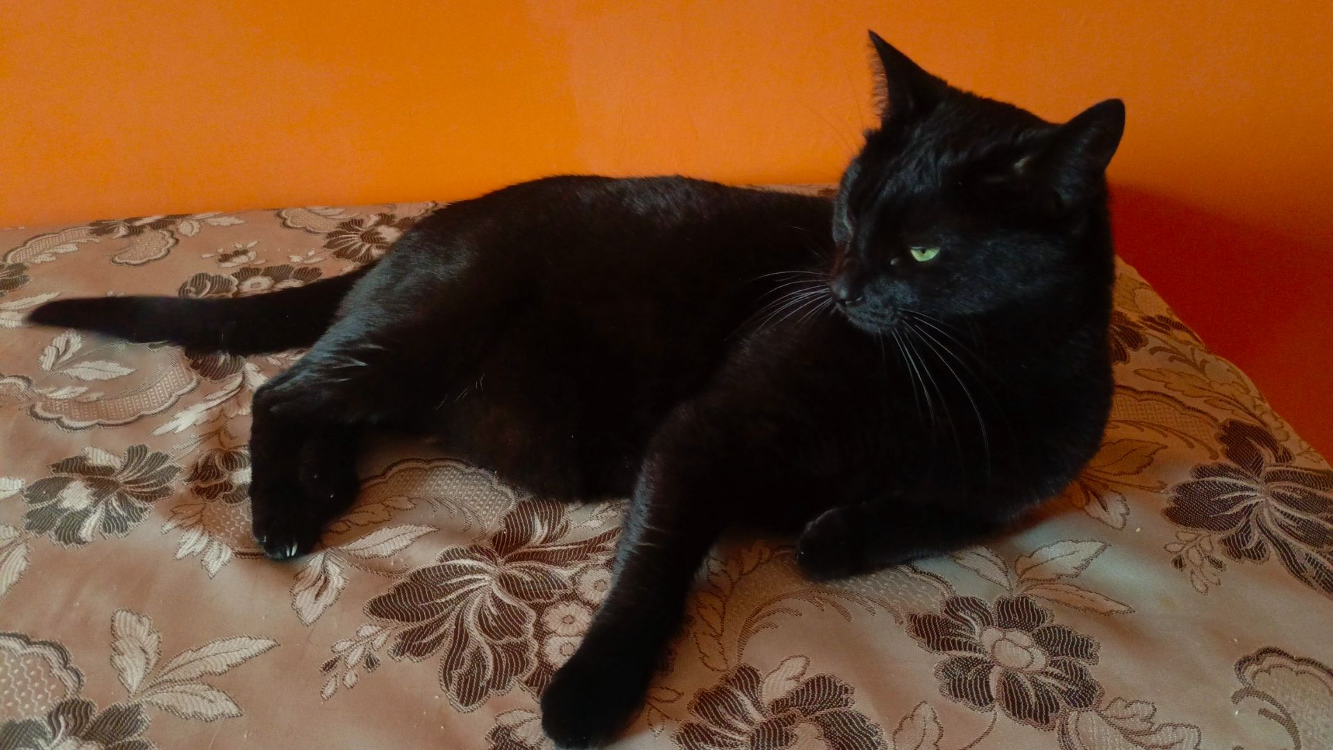 Приключения чёрного кота Салема.