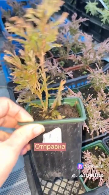 Отправляю разными способами