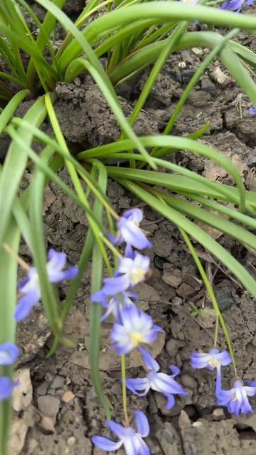 ДНР. Харцызск. 04.05.2025. Цветы у дома. Пролесок