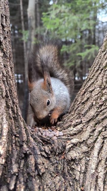 Белка в развилке дерева