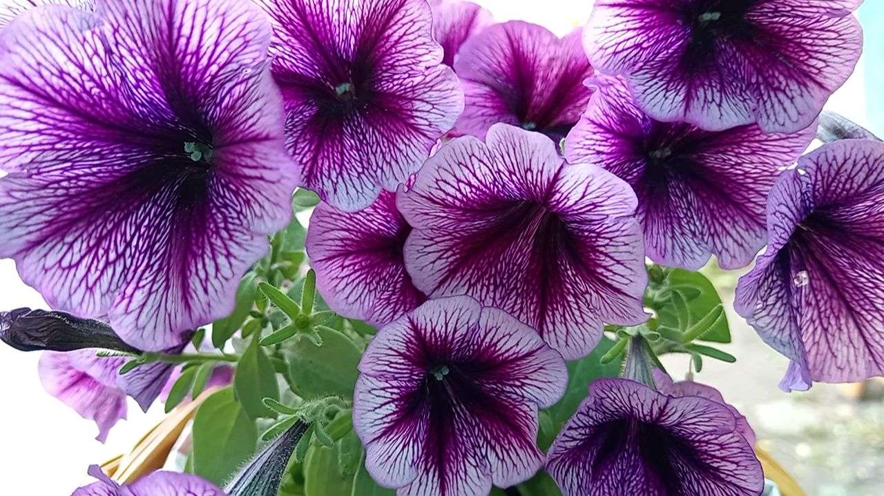 Петуния сиреневая