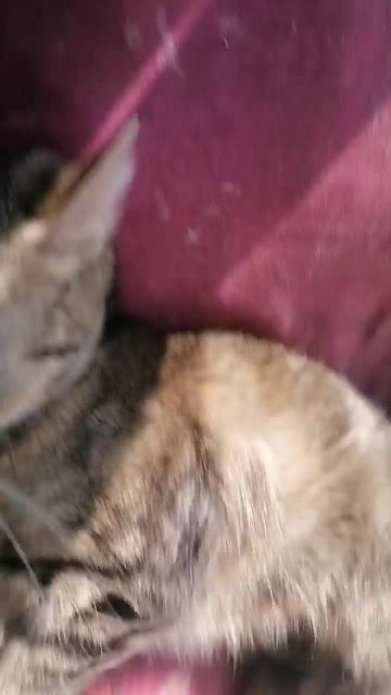 KOSHKA_MUSYA_20260405