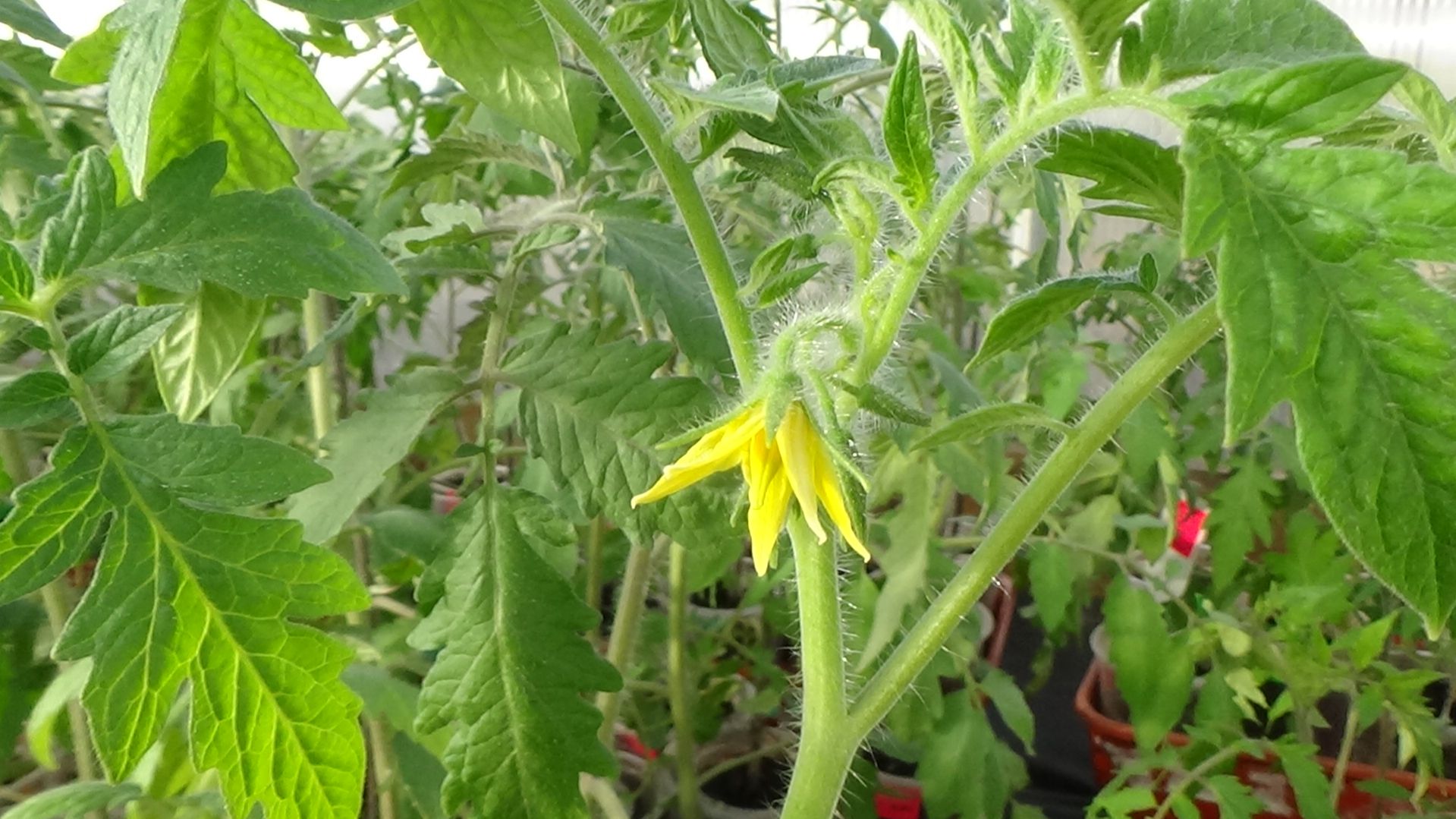 А вы обрываете бутоны и цветы у томатов? Поделитесь своим мнением! 5.04.2026.