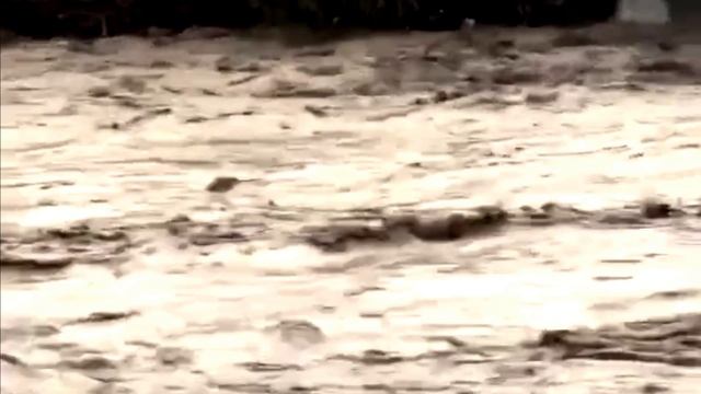 Люди спасают животных в Дагестане во время наводнения