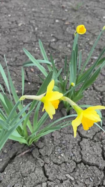 ДНР. Харцызск. 04.05.2025. Цветы у дома. Нарцисы