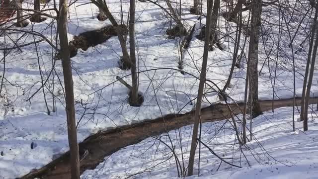 Зима все-таки сдается!