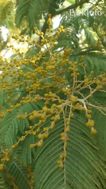 Цветение мимозы в Сочи