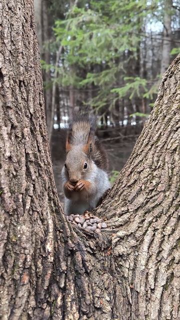 Белка грызет кедряшки и наблюдает за мной