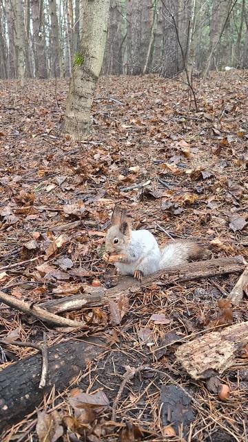 Белка нашла спрятанный орех