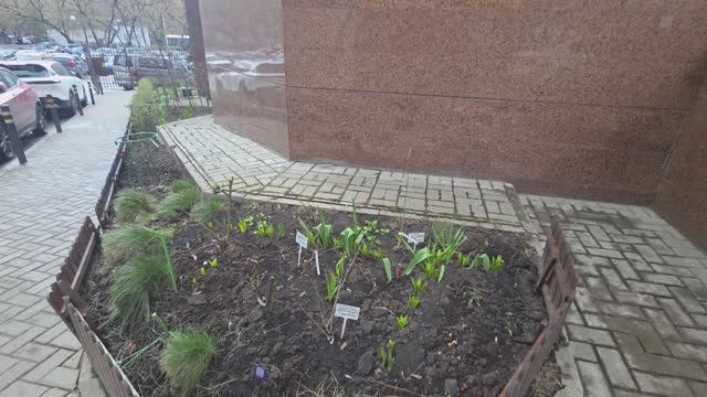 Московский город-сад у дома, как пережили зиму персики, голубика, дерево-сад и не только