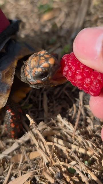 С собой в поход взял