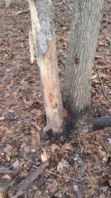 Белка не успела спрятать орех, пришла другая белка