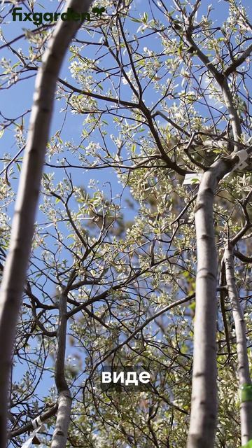 Роскошь весеннего сада