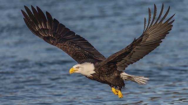 Volf Gang Records®: The Eagle