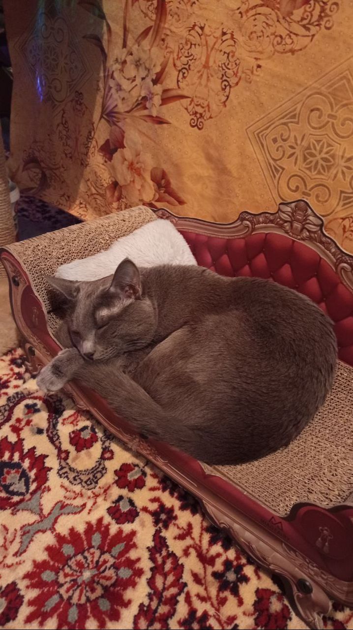 Сладкий сон кота Атоса #shorts #котатос #животные #коты #кошачийсон