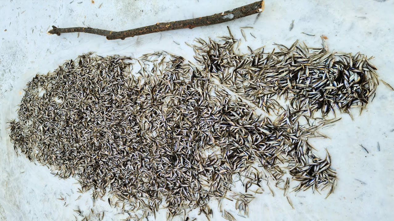 ЛУЧШАЯ ЗИМНЯЯ РЫБАЛКА НА ПАУК. НАЛОВИЛИ ТОННУЮ РЫБЫ. КОРЮШКА ХАМСЫ ЛУЧШАЯ ЗИМНЯЯ РЫБАЛКА СЕТЯМИ 2026