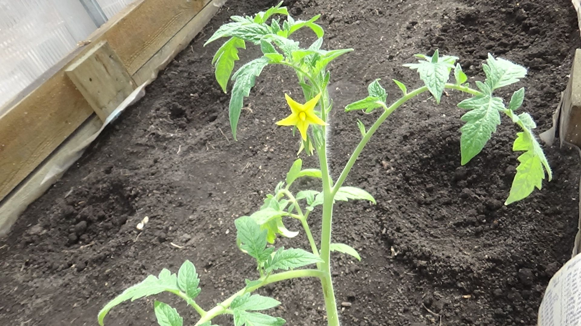 Какие томаты я буду высаживать в теплицу в первую очередь? Ультраскороспелые! 5.04.2026.