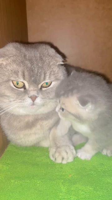 Семейка МУР-МЯУ продолжение 😼
