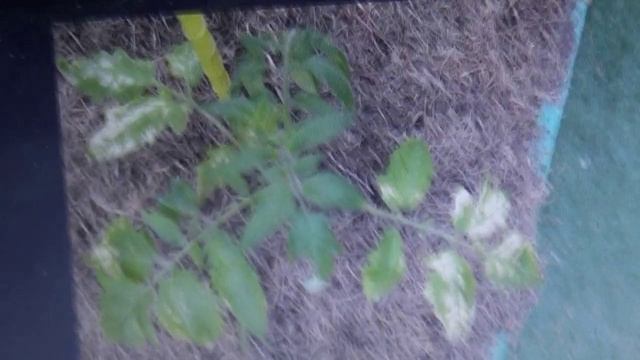Что случилось с листьями томатов? Ожог? Просим помощи у зрителей! 6.04.2026.