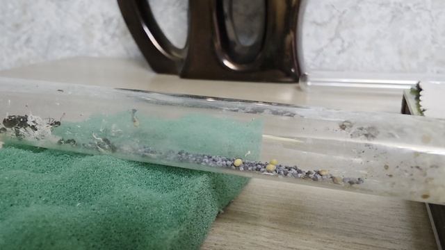 Жизнь муравьёв. 11 серия