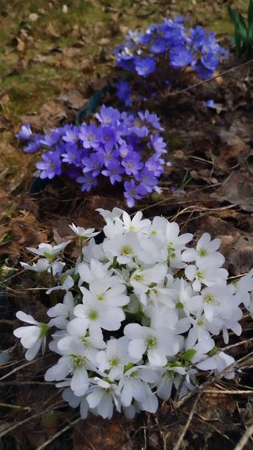 4 апреля цветёт печеночница благородная #печеночница, #голубаяпеченочница, #белаяпеченочница