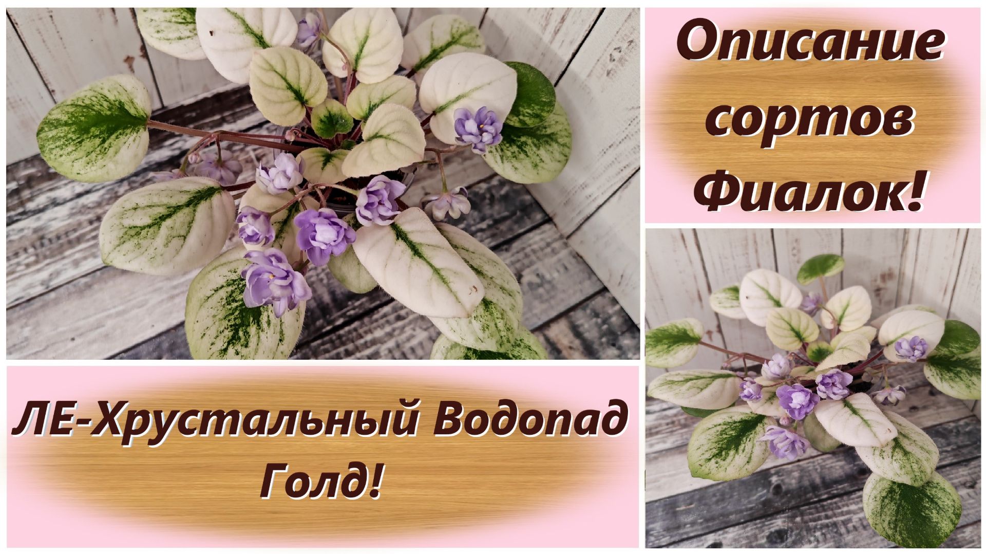 Описание сортов Фиалок! ЛЕ-Хрустальный Водопад Голд!