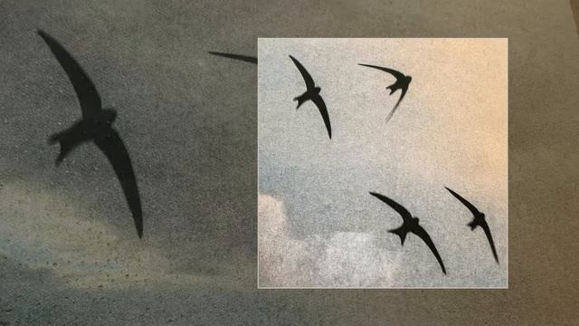 a.Ja - Камбоджи (Официальная премьера трека)