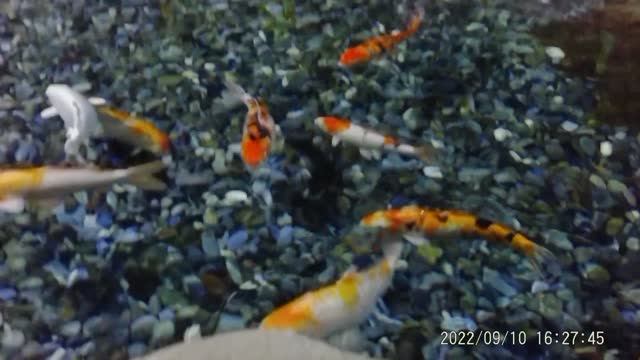 КАЗАНЬ ОКЕАНАРИУМ КАЗАНСКИЙ ОКЕАНАРИУМ