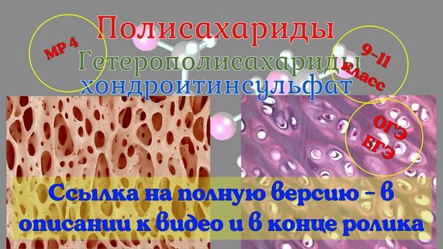 Углеводы, их значение в организме. Видеоурок.