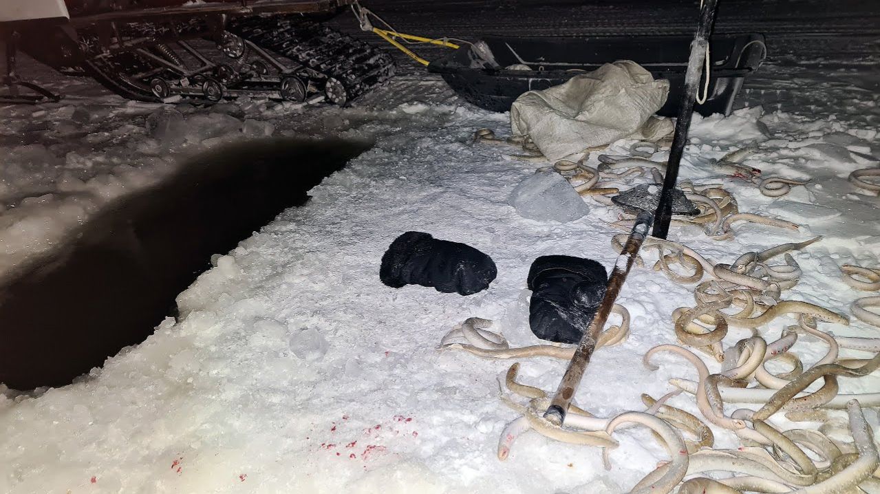 ЛУЧШАЯ НОЧНАЯ РЫБАЛКА 2026. РЫБАЛКА НА МИНОГУ. РУССКАЯ РЫБАЛКА. НОЧНАЯ РЫБАЛКА РЫБА - ВАМПИР ОНЛАЙН