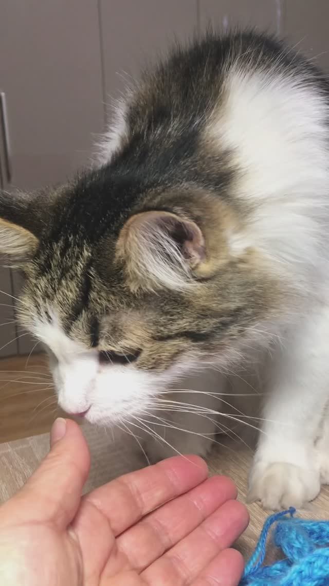 Кот Мася ❤️❤️