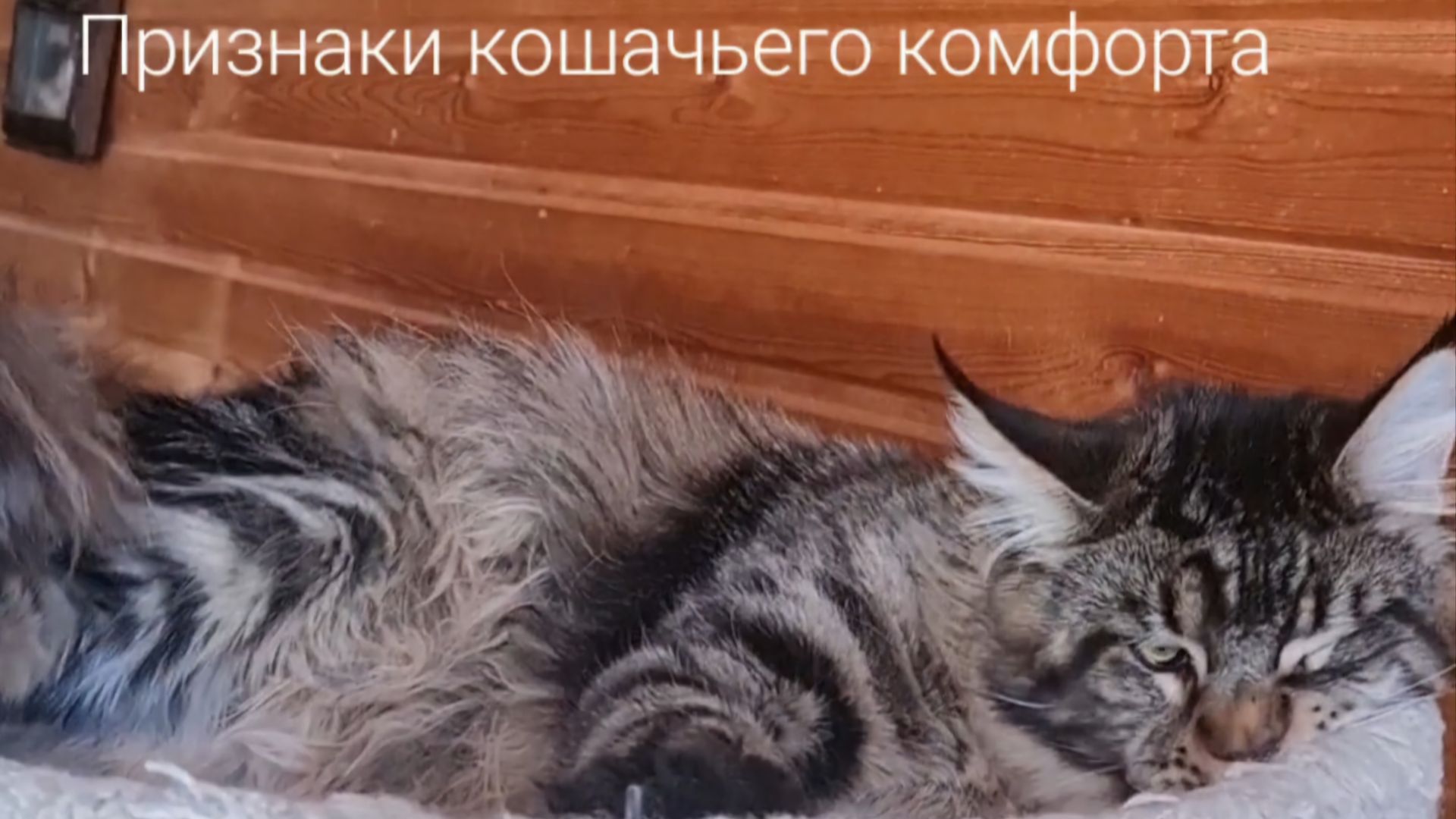 Признак комфорта у кота
