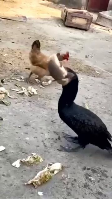 ПОПРОБУЙ ПРОКОРМИ...