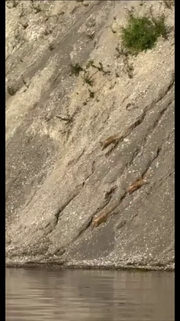 Лисы в дикой природе