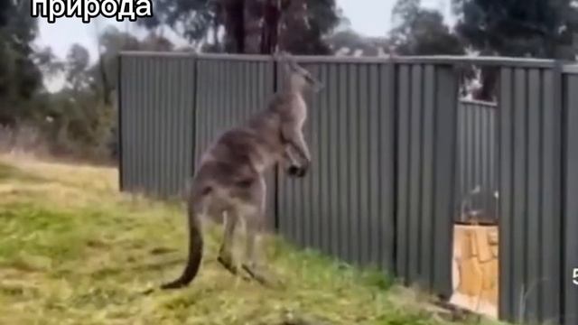 Кенгуру 🦘 дерутся
