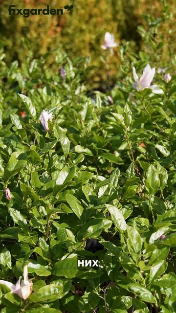 Роскошь весеннего сада