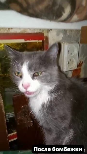 Нас бомбили. Животные метались в страхе по квартире. Одна кошка получила инфаркт и теперь ее  лечим.