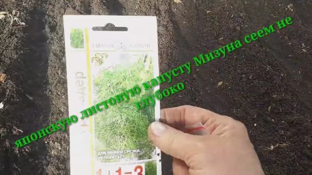 2331.  ВПЛ.Первые посевы в теплицу.22.03.23 г