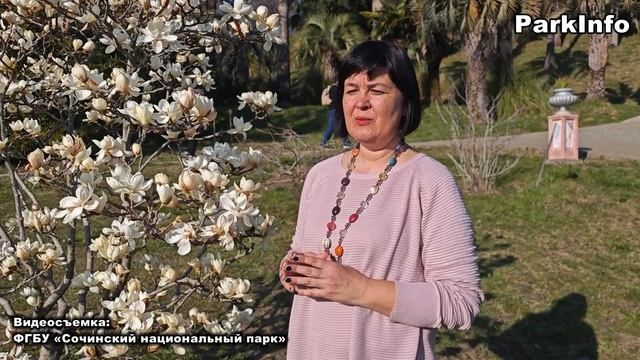 Как цветут магнолии: Кобус, Обнаженная и Лебнера