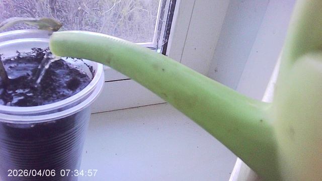 Обзор и полив кабачка, посеянного в январе