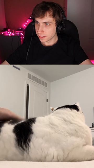 Смотрю как гладят кота