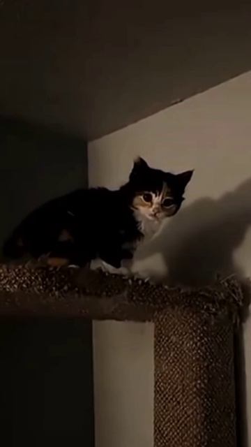 Странное мяуканье котов
