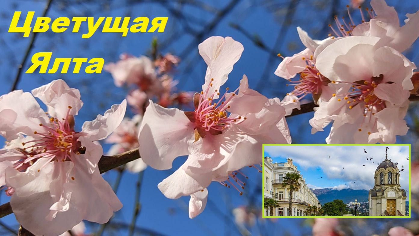 Ялта. Цветёт Магнолия, Персик и Миндаль