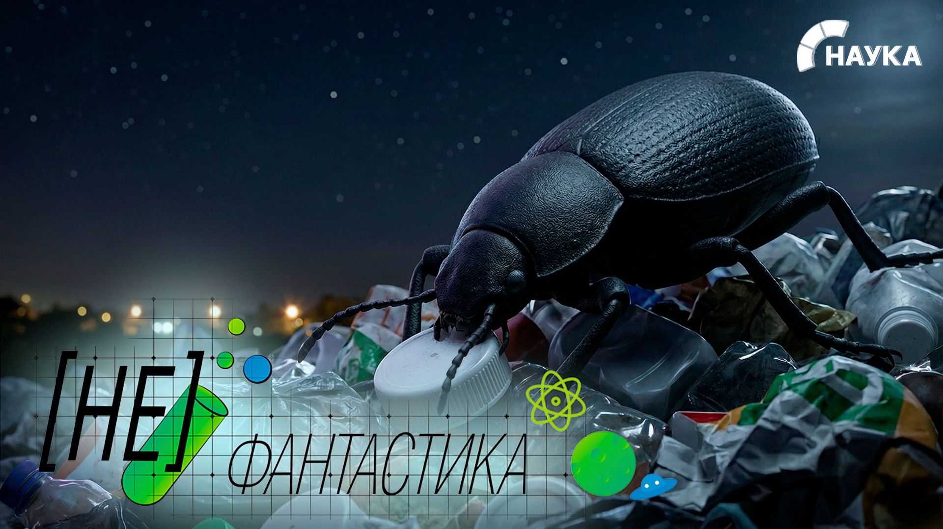 Жуки-пластикоеды. Как российские ученые используют насекомых для переработки полистирола?