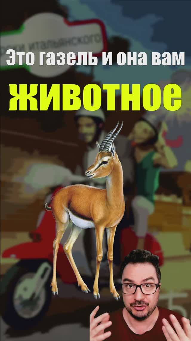 GAZZELLA — это не то, что ты думаешь! 😏  #итальянскийязык  #итальянский #gazzella #газель