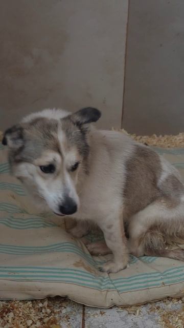 Спасибо за заботу: наши собачки благодарны за подарки!