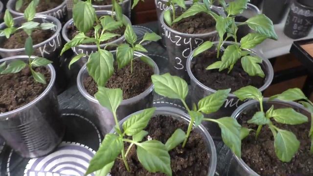 Работы с перцами в начале апреля